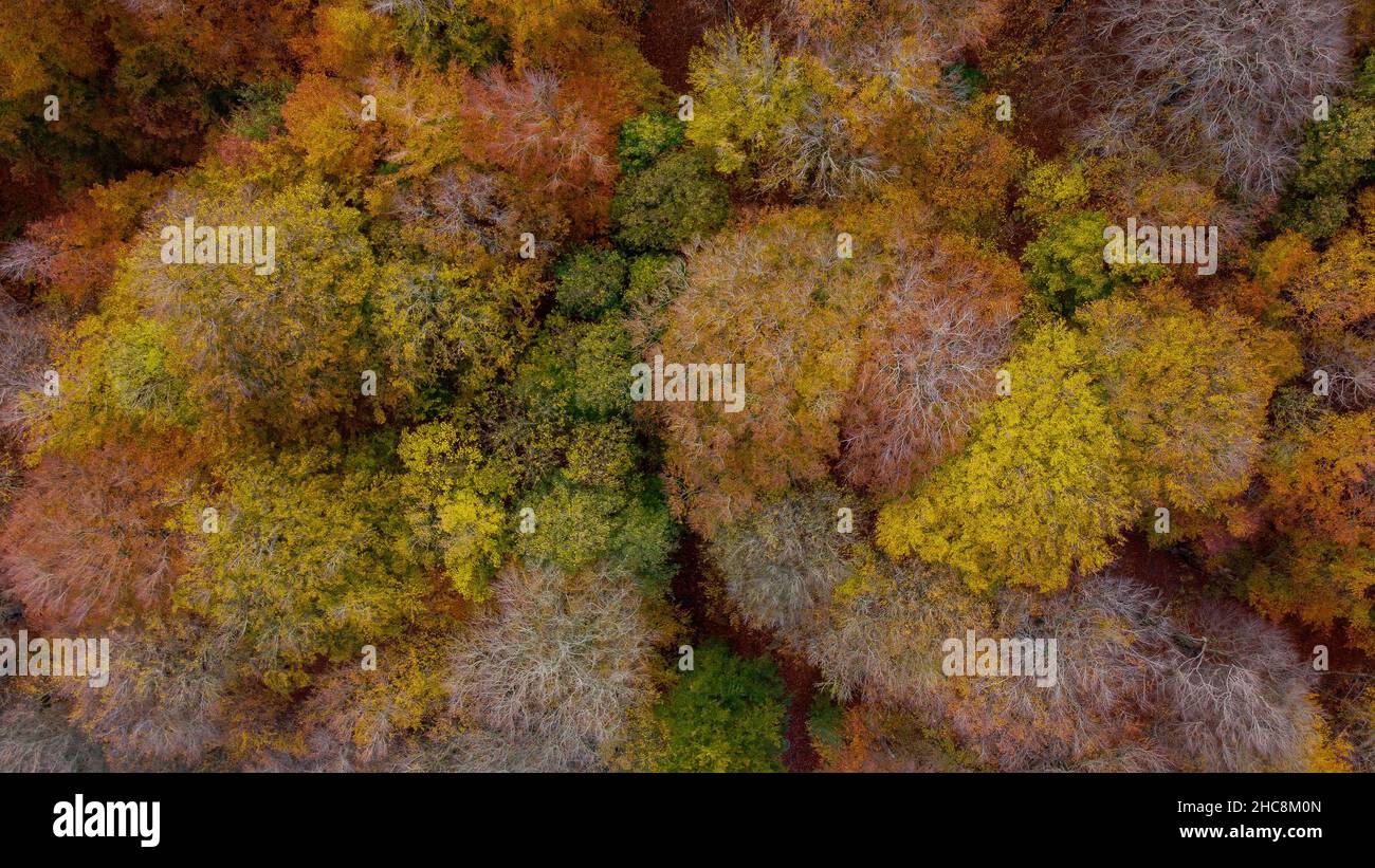 Mesmerizing view of autumn dense trees in the forest Stock Photo - Alamy