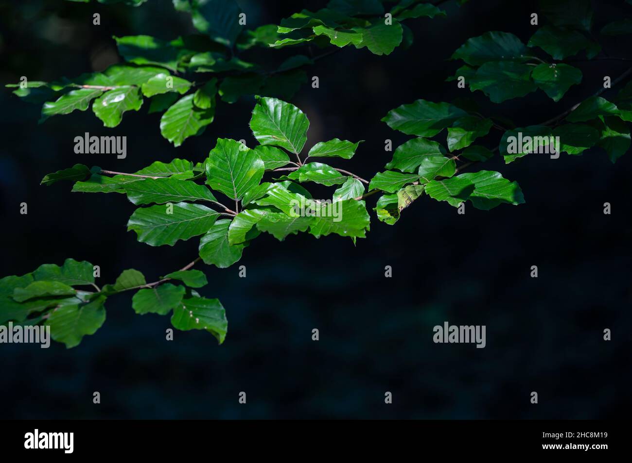 Beech tree in Worsley Woods, Worsley Stock Photo - Alamy