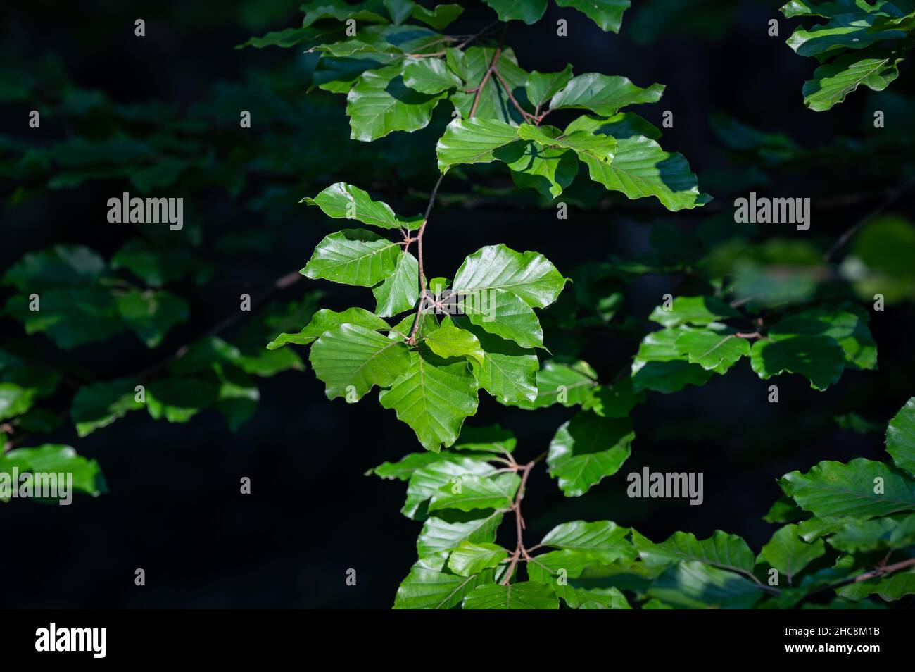 Beech tree in Worsley Woods, Worsley Stock Photo - Alamy