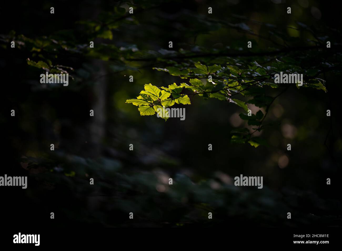 Beech tree in Worsley Woods, Worsley Stock Photo - Alamy