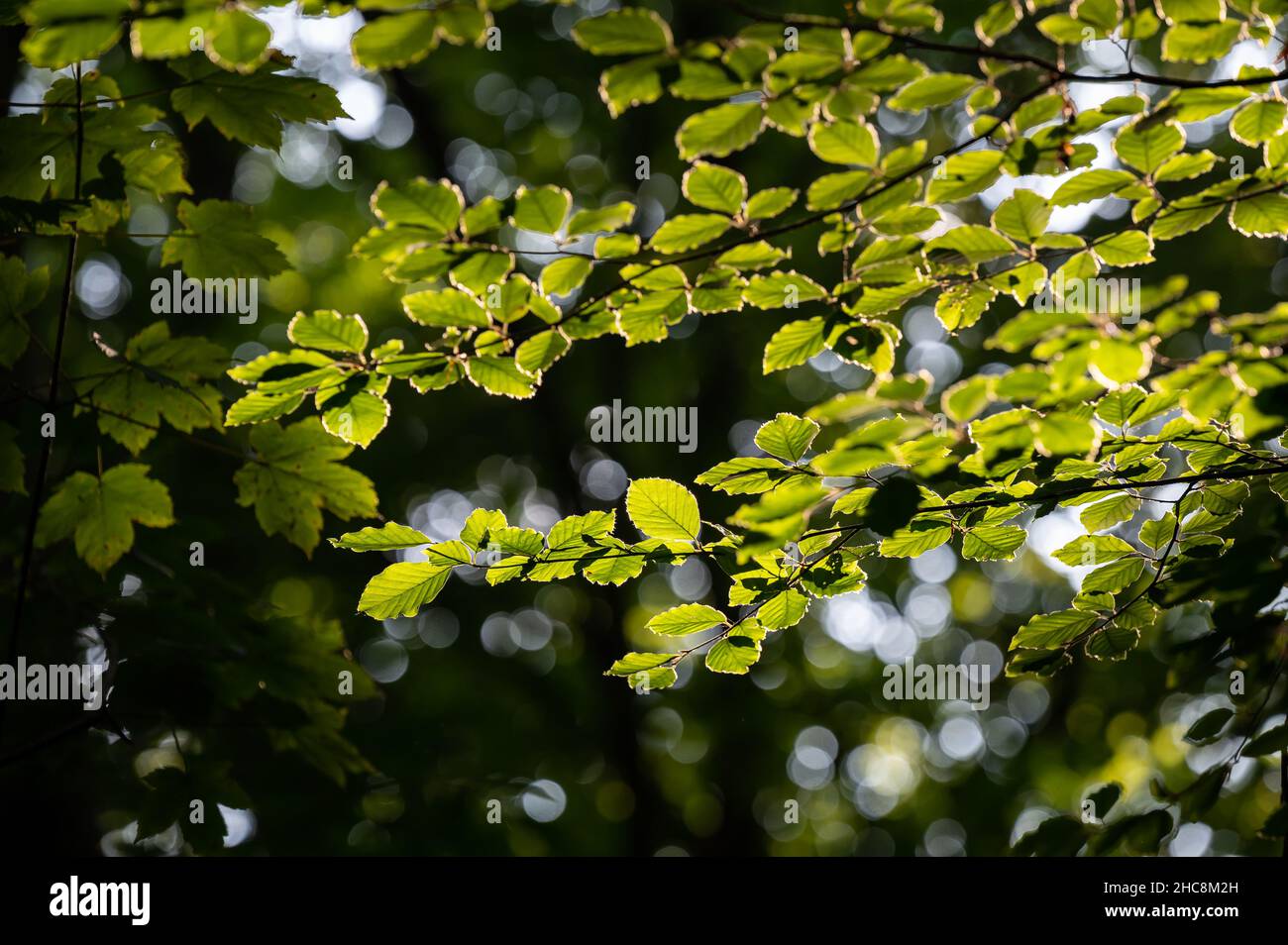Beech tree in Worsley Woods, Worsley Stock Photo - Alamy