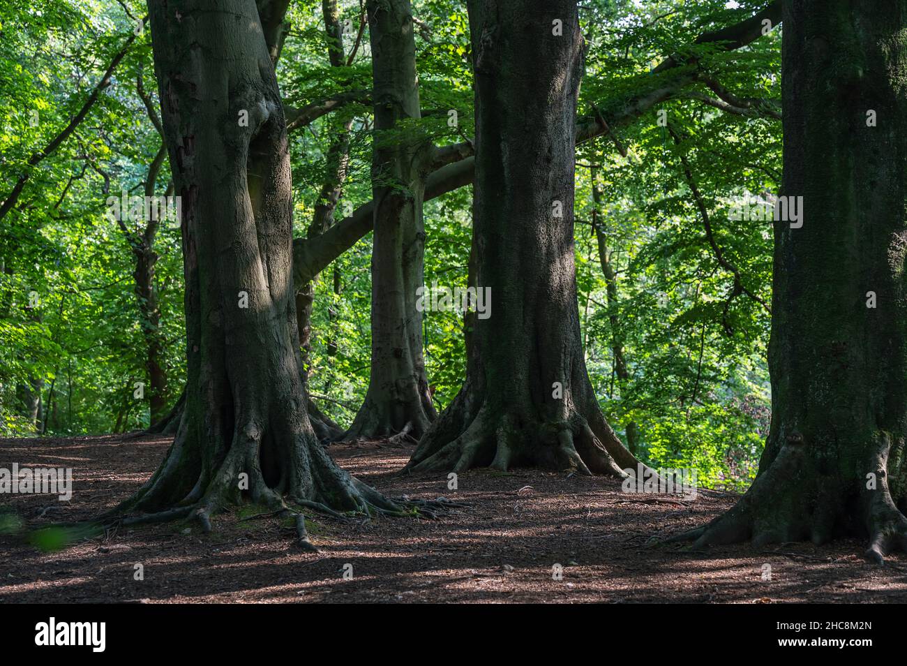 Beech tree in Worsley Woods, Worsley Stock Photo - Alamy