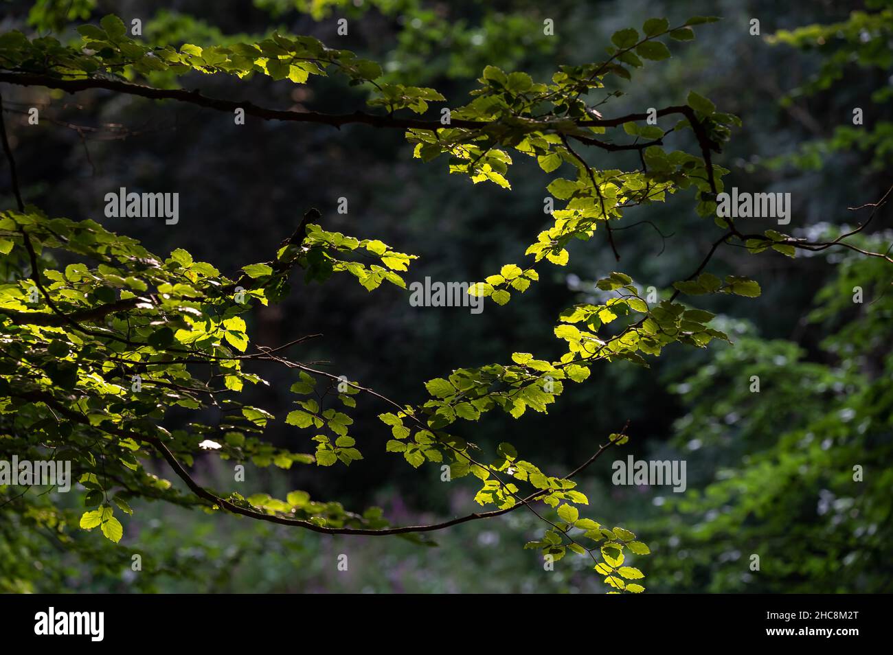 Beech tree in Worsley Woods, Worsley Stock Photo - Alamy