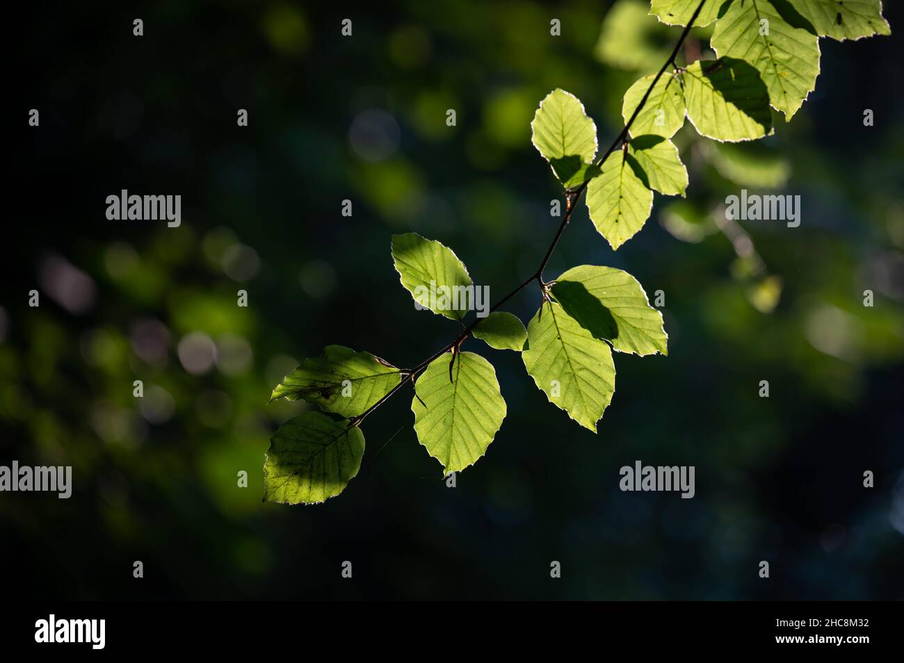 Beech tree in Worsley Woods, Worsley Stock Photo - Alamy