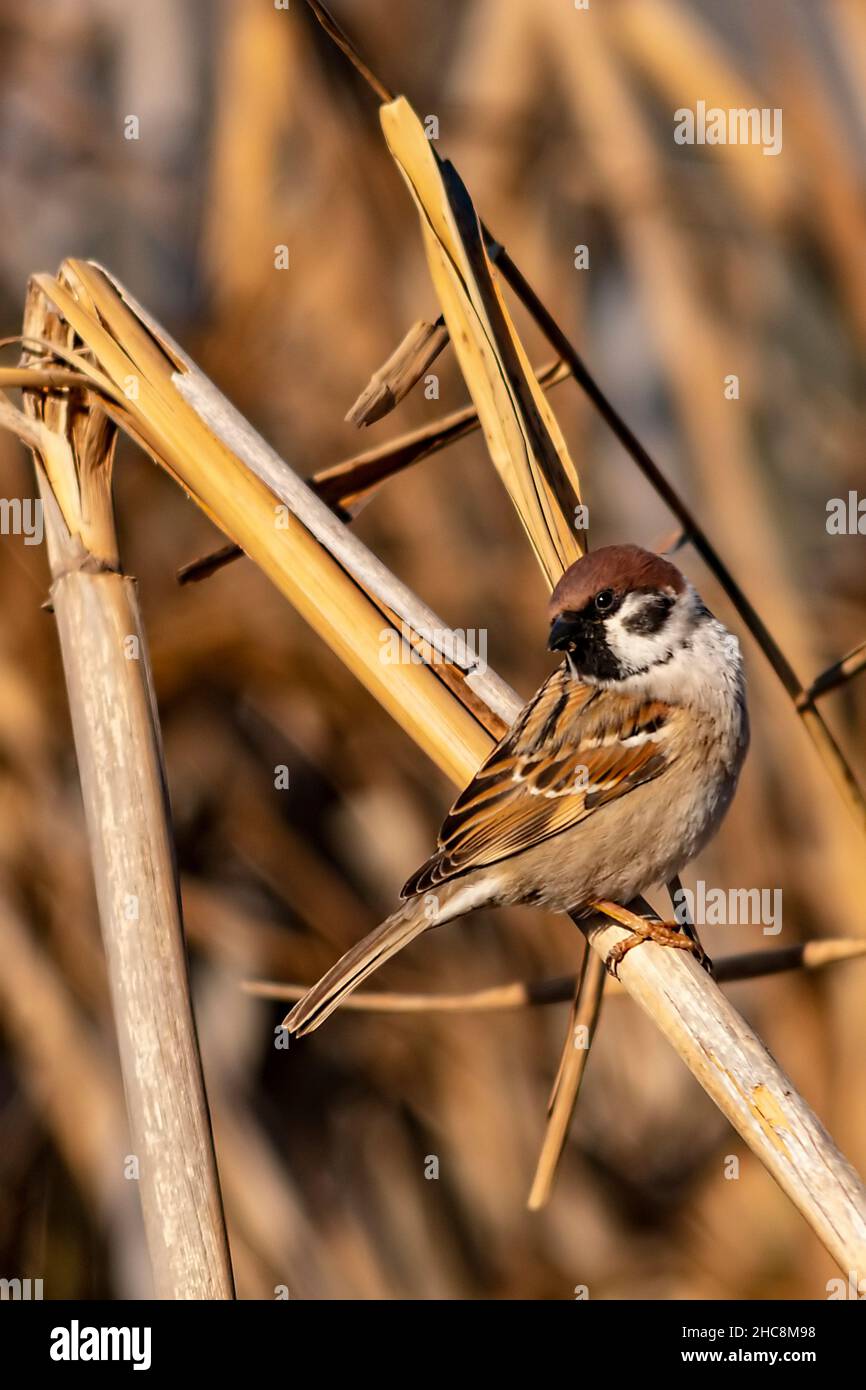 Birds in freedom and in their environment Stock Photo - Alamy