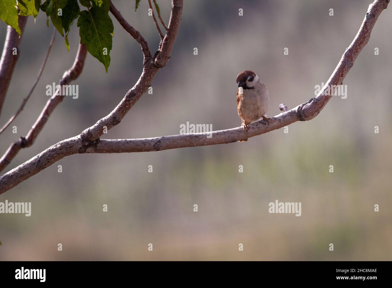 Birds in freedom and in their environment Stock Photo - Alamy