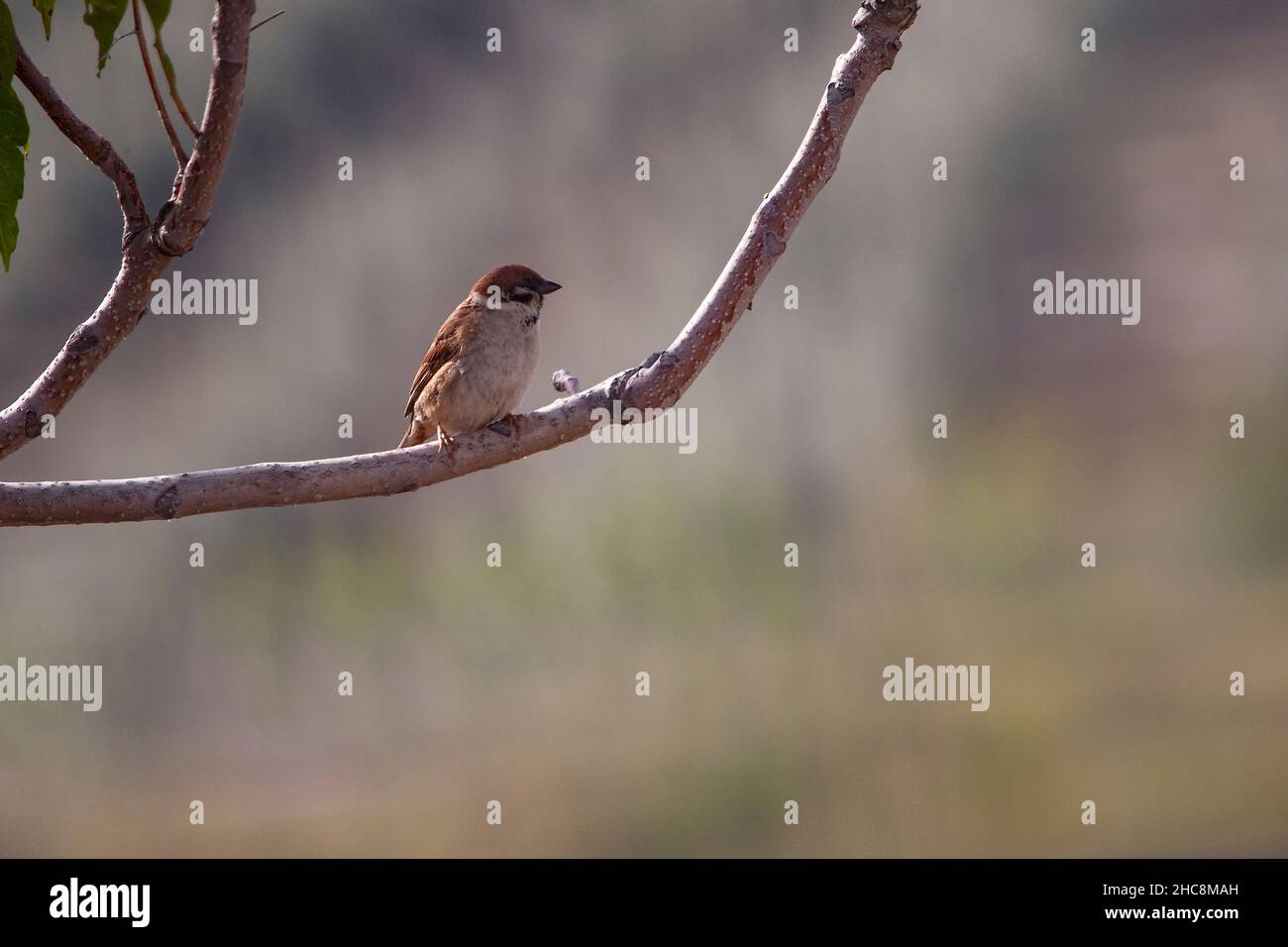 Birds in freedom and in their environment Stock Photo - Alamy