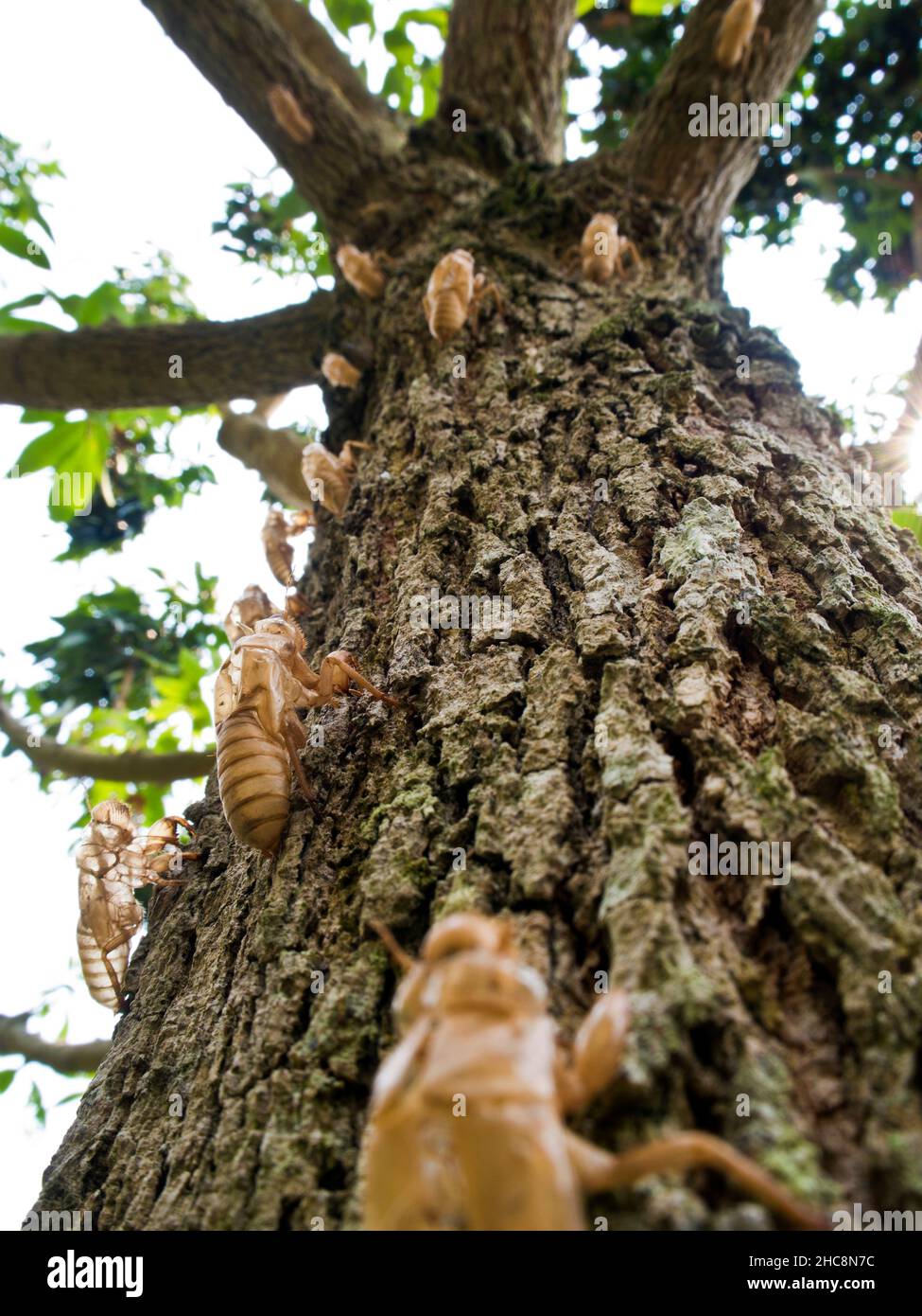 Closeup Molt of Cicada on tree bark Stock Photo - Alamy