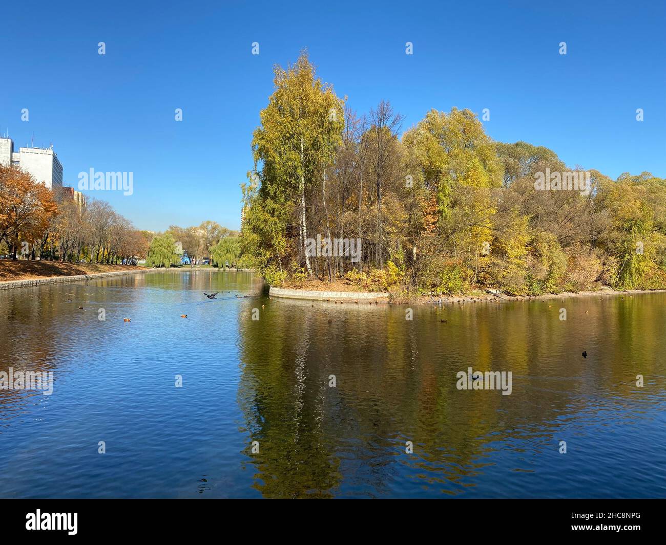 Duck autum hi-res stock photography and images - Alamy
