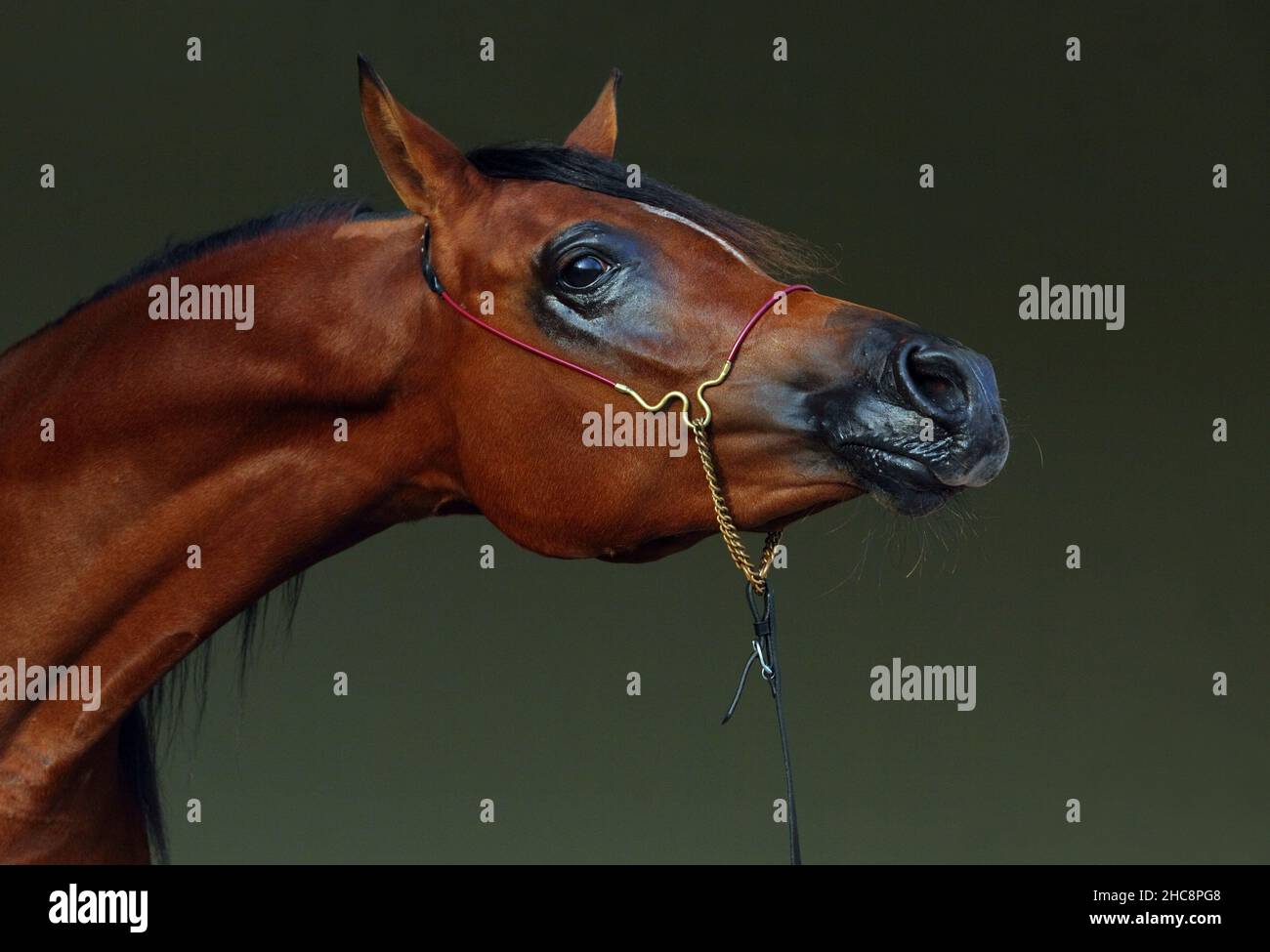 Bay Arabian Horse Galloping