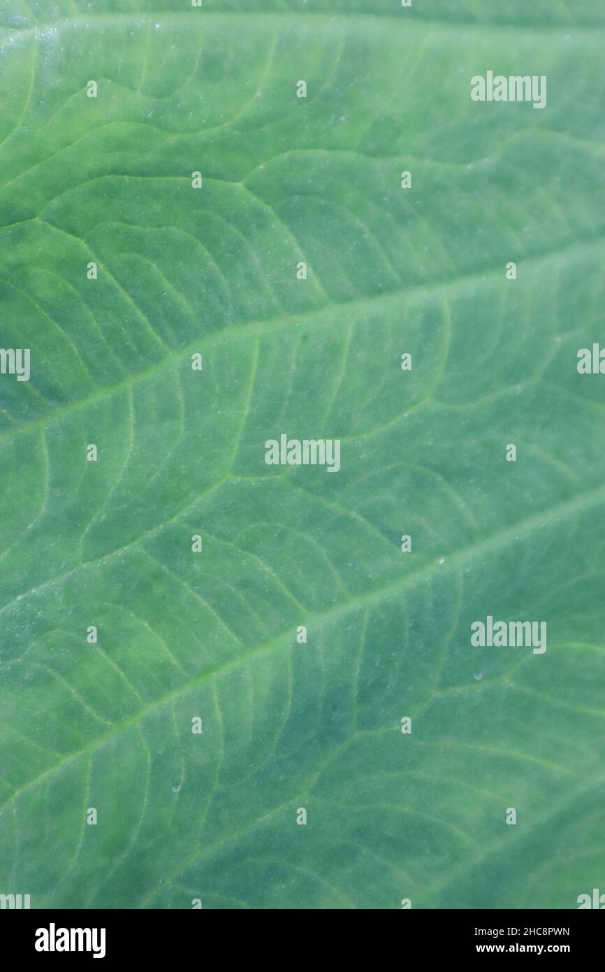 A Detail of Asymmetric Leaf Surface with Beautiful Pattern and Amazing ...