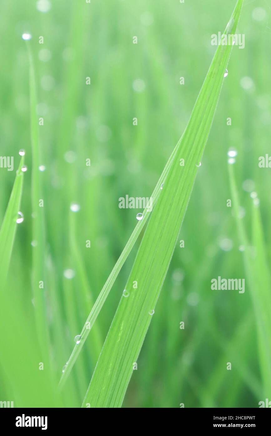 Leaf of paddy hi-res stock photography and images - Alamy