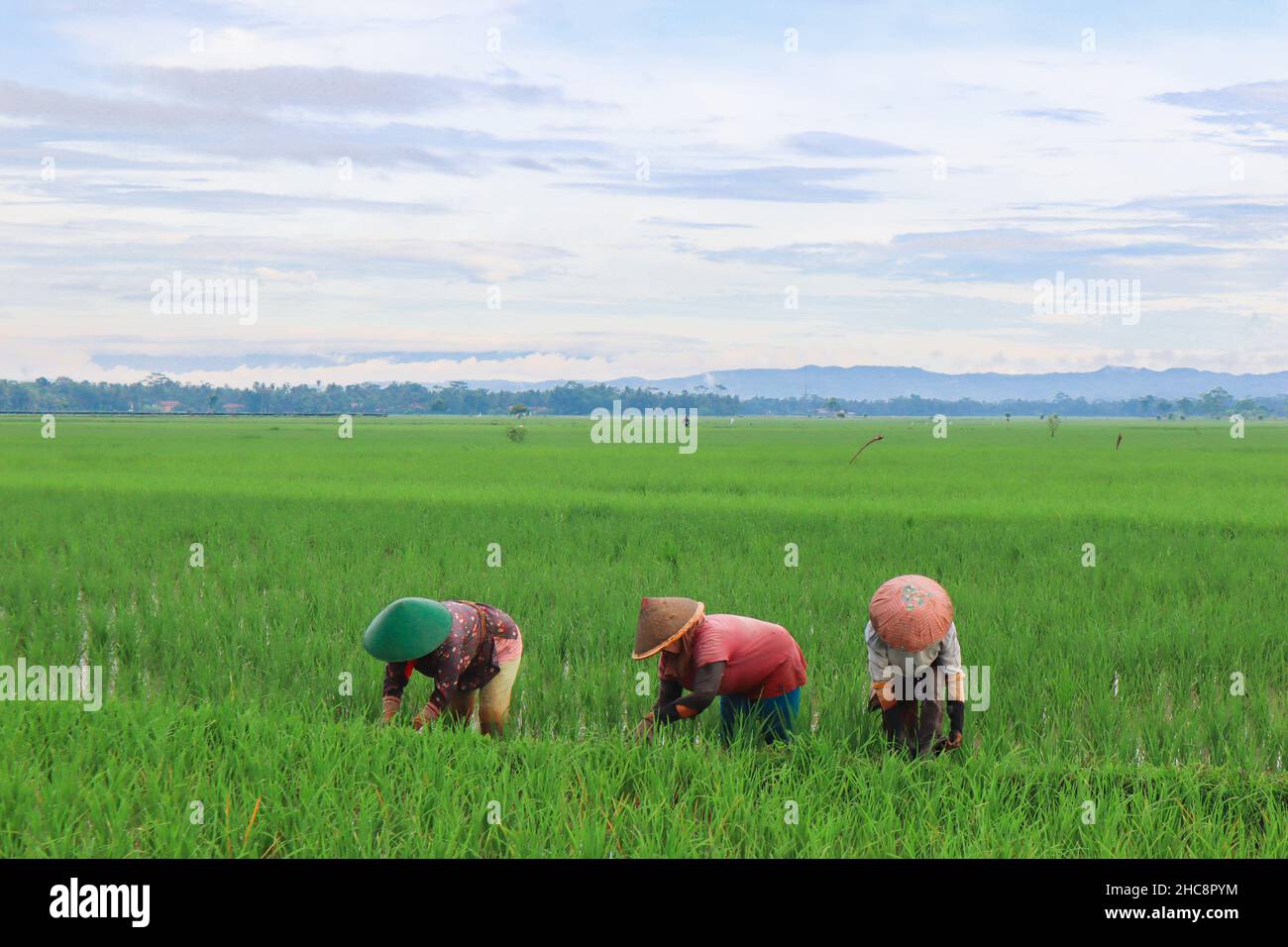 Farmers plant paddy hi-res stock photography and images - Alamy