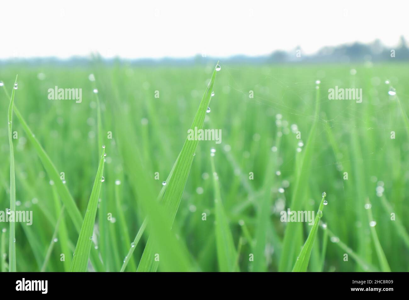 Paddy Leaves, Spider Web, and Droplets Complete Each Other During Calm ...