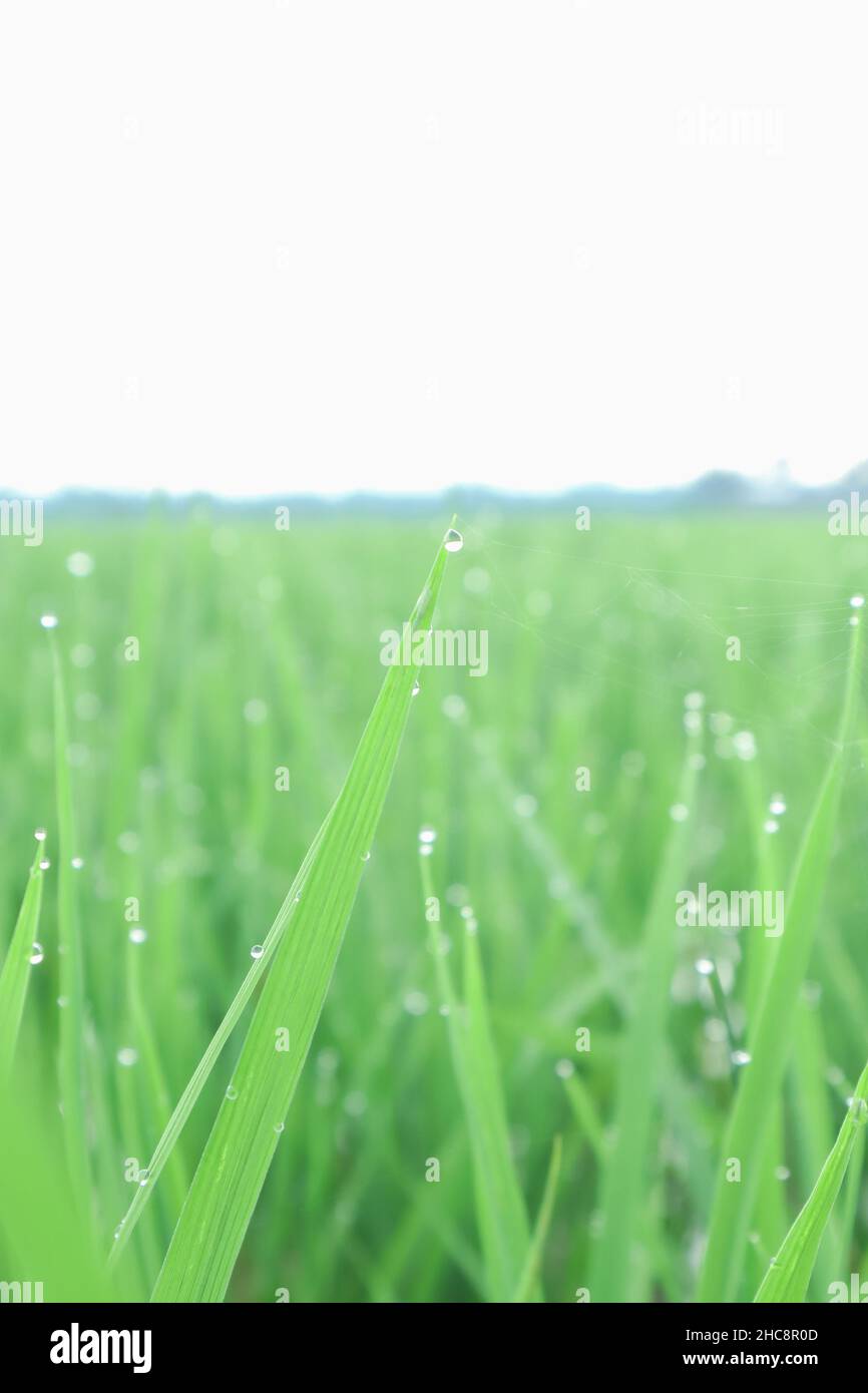 Paddy leaves hi-res stock photography and images - Alamy