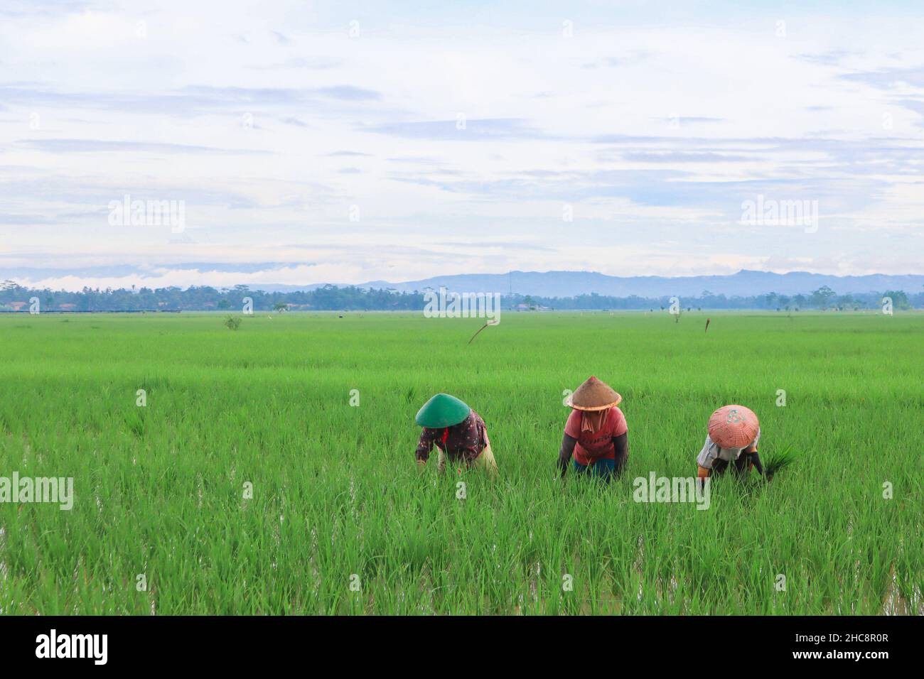 Three Farmers are Planting Paddy in The Rice Fields During Sunny ...