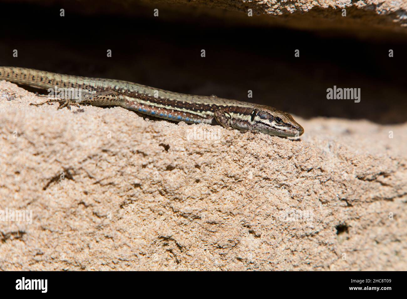 Troodos lizard hi-res stock photography and images - Alamy