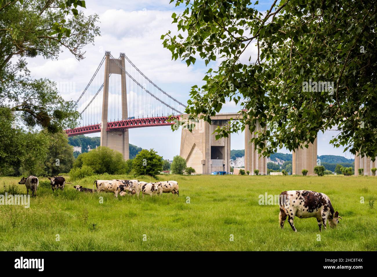 Cow bridge deck hi-res stock photography and images - Alamy