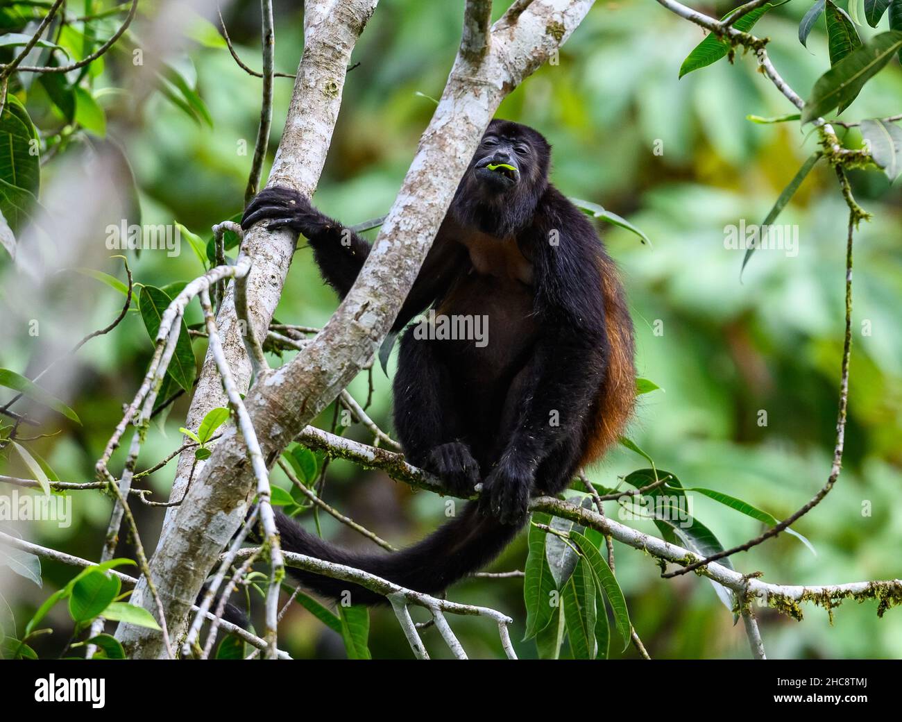 Alouatta hi-res stock photography and images - Alamy