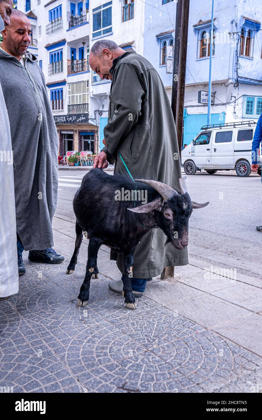 Three local men standing with horned goat in city at roadside Stock ...