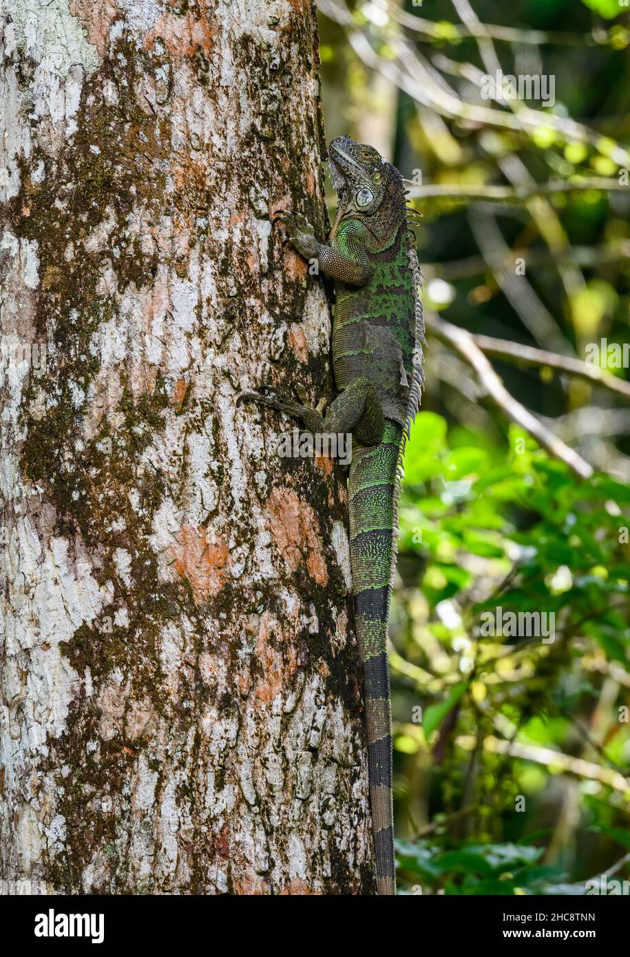 A Green Iguana (Iguana iguana) on a tree trunk. Costa Rica Stock Photo ...