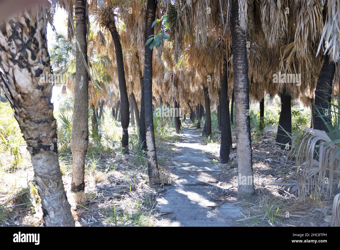 Burnt palm trees from a 2016 fire caused by a lightning strike, among ...