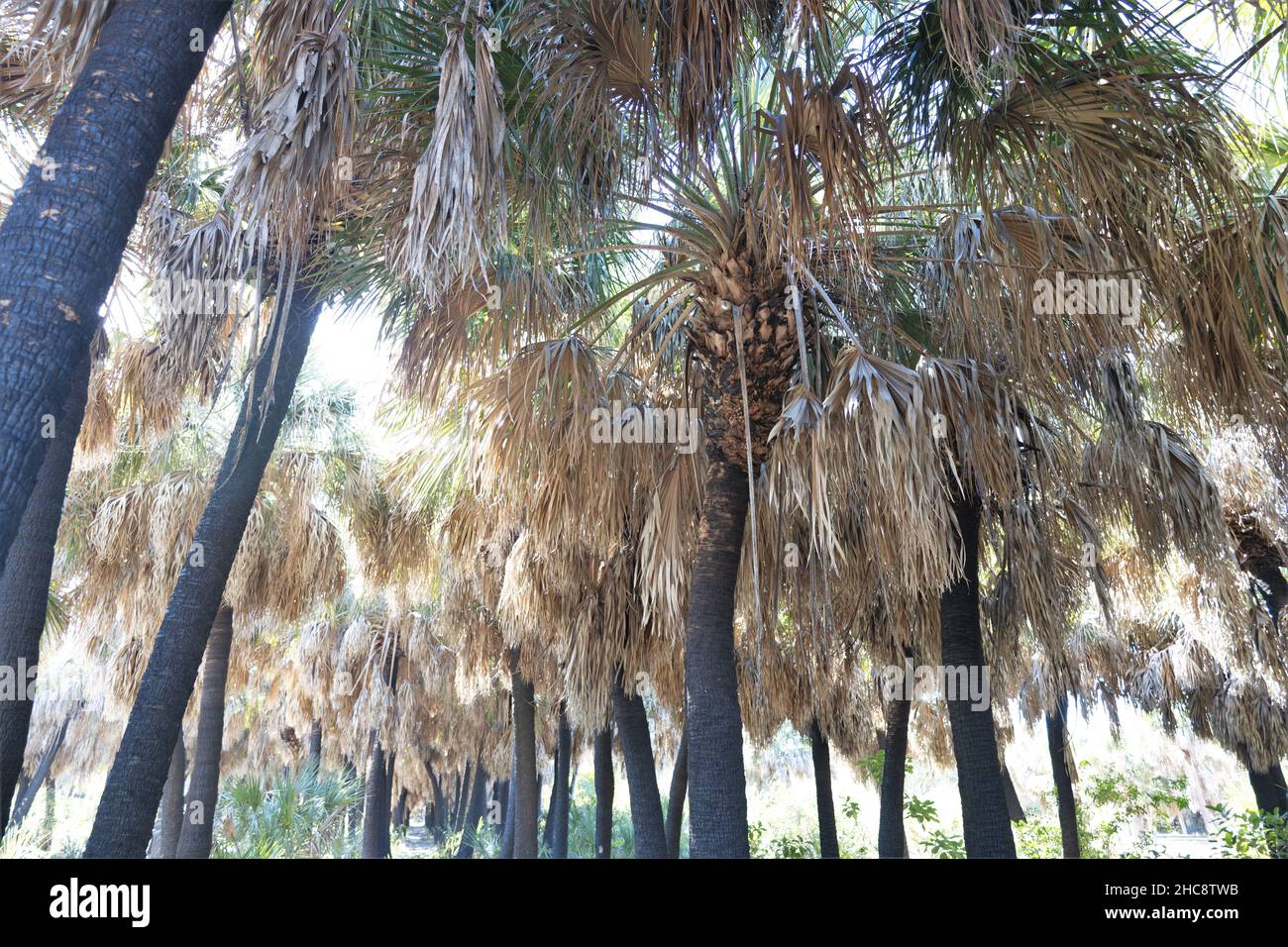 Burnt palm trees from a 2016 fire caused by a lightning strike, among ...