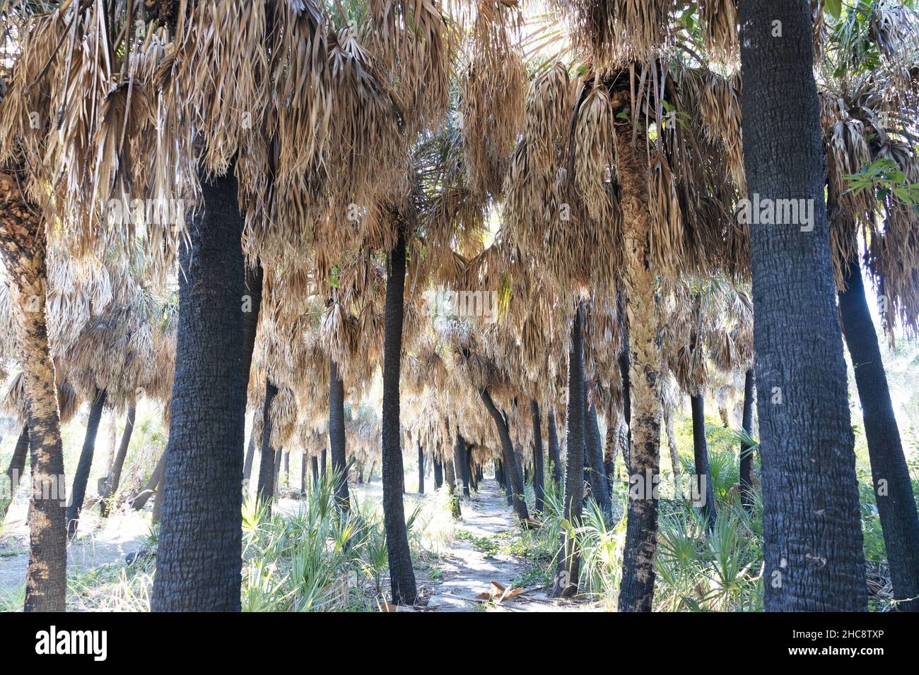 Burnt palm trees from a 2016 fire caused by a lightning strike, among ...