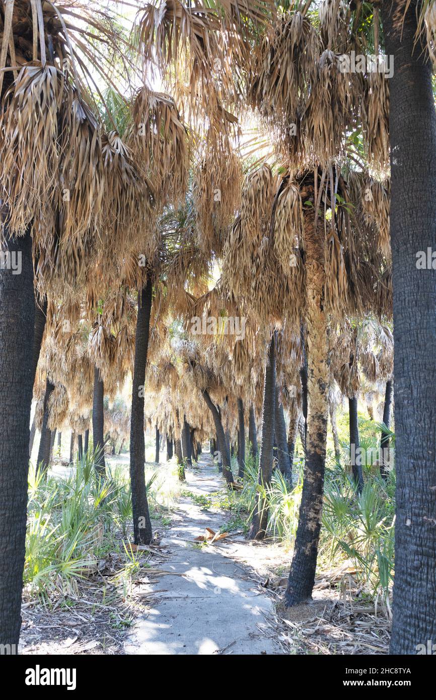 Burnt palm trees from a 2016 fire caused by a lightning strike, among ...