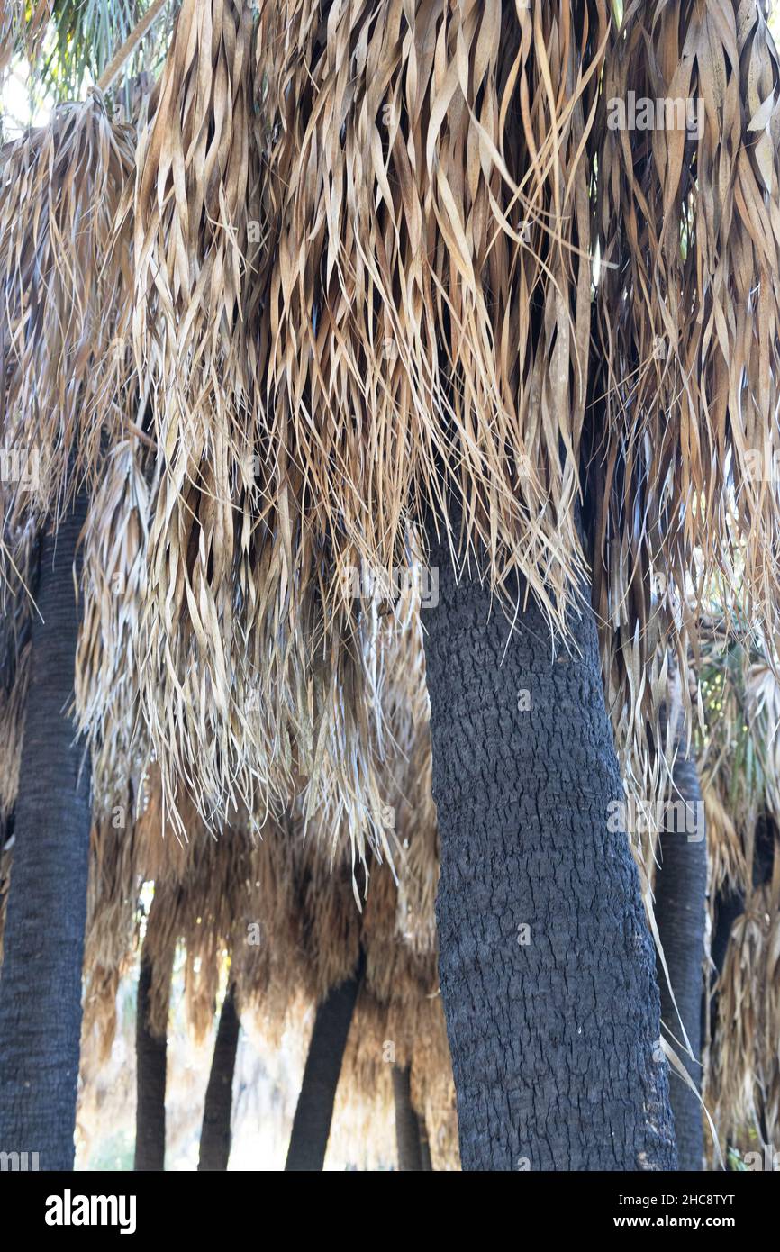 Burnt palm trees from a 2016 fire caused by a lightning strike, among ...