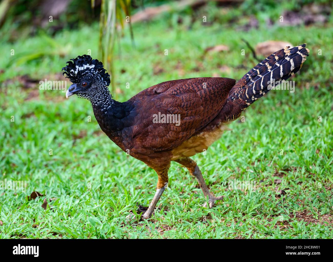 A female Great Curassow (Crax rubra) foraging on ground. Costa Rica ...