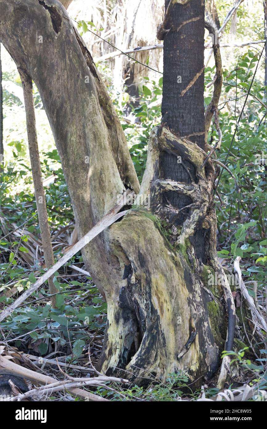 Burnt palm trees from a 2016 fire caused by a lightning strike, among ...