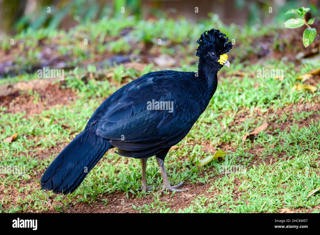 A male Great Curassow (Crax rubra) foraging on ground. Costa Rica Stock ...