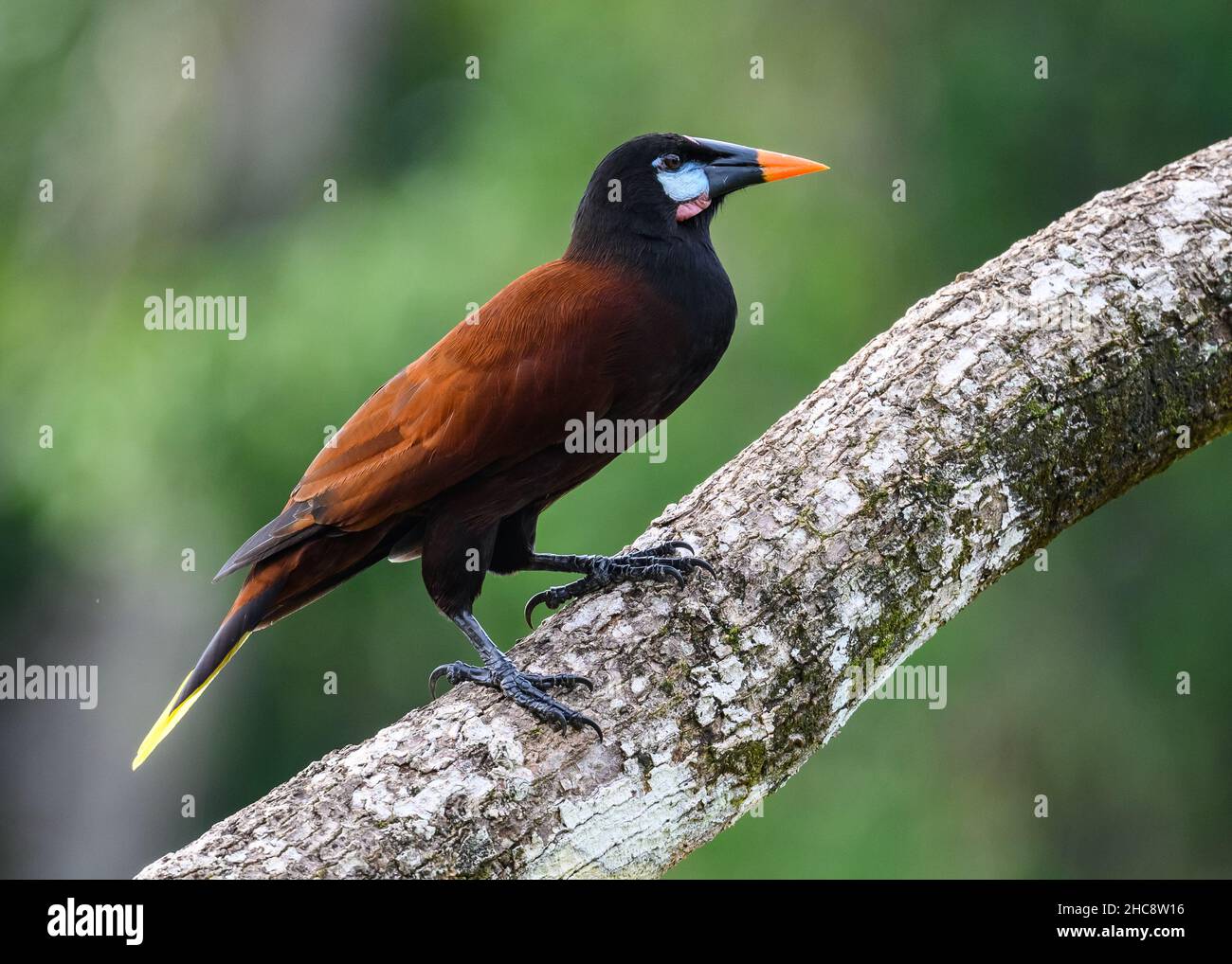 Montezuma oropendola hi-res stock photography and images - Alamy
