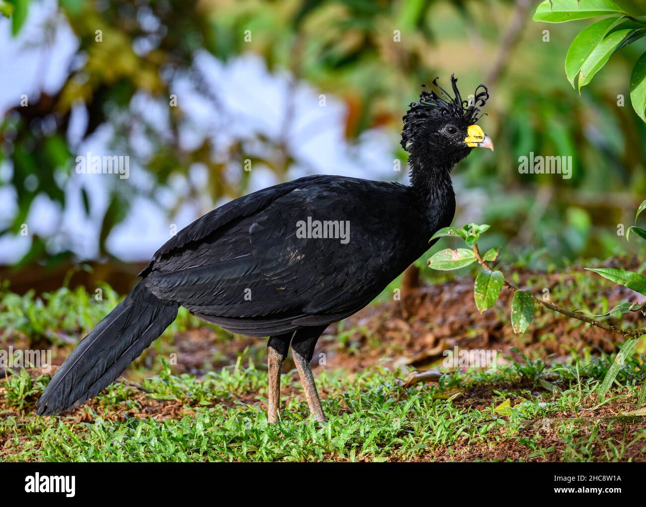 Curassow hi-res stock photography and images - Alamy