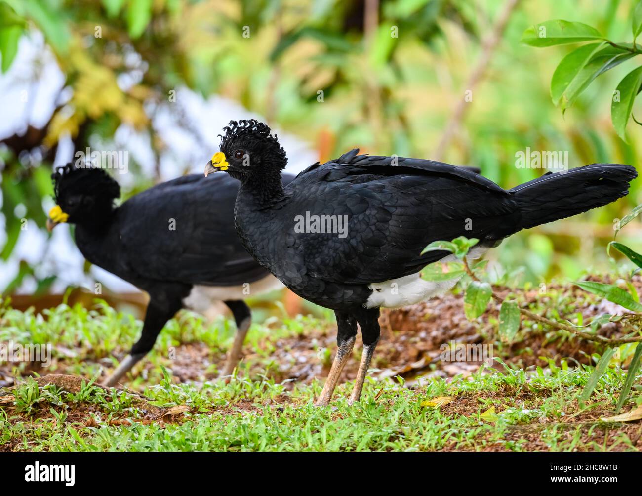 Crax rubra hi-res stock photography and images - Alamy