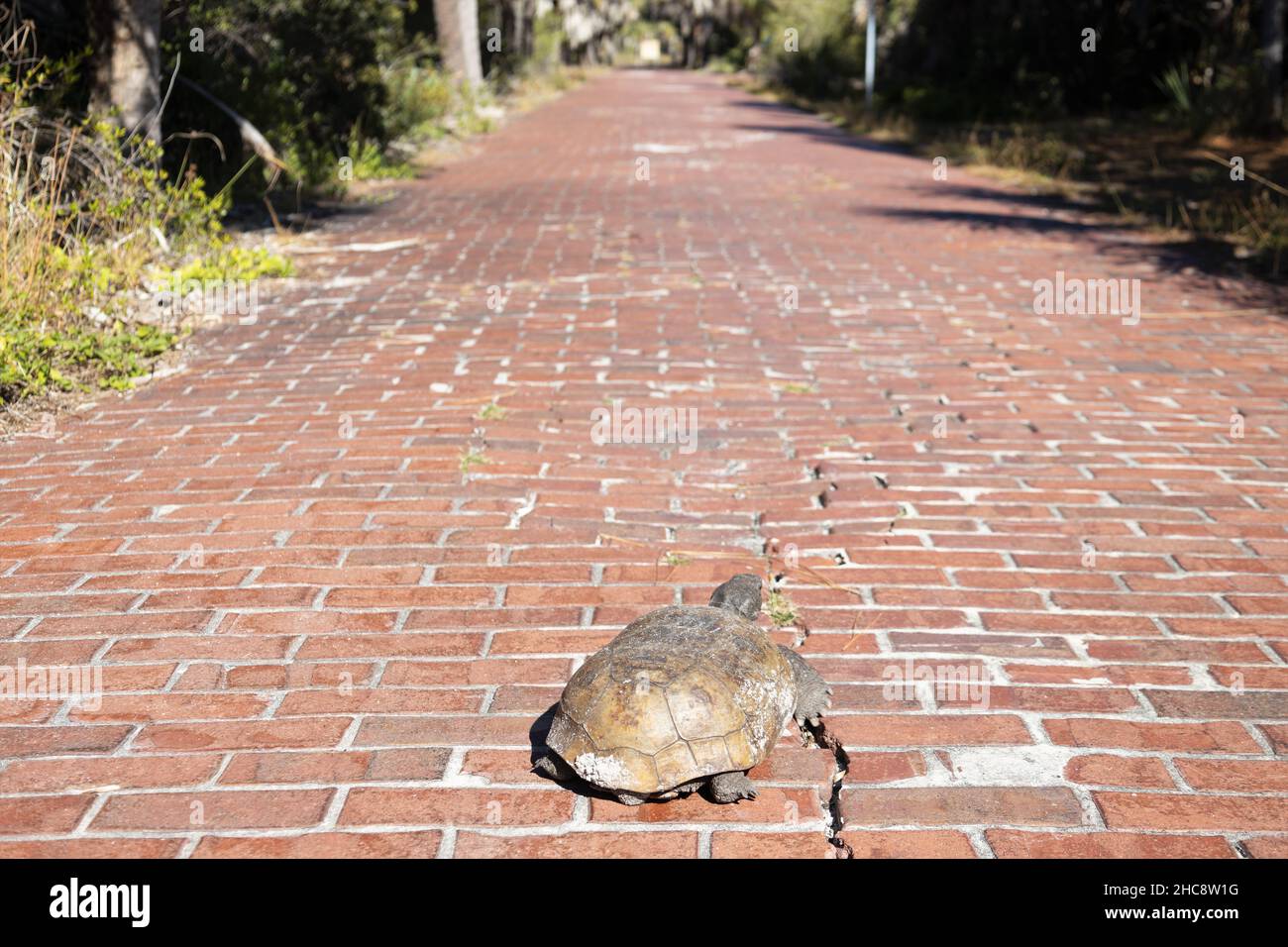 A gopher tortoise walking among the ruins of Fort Dade at Egmont Key in ...