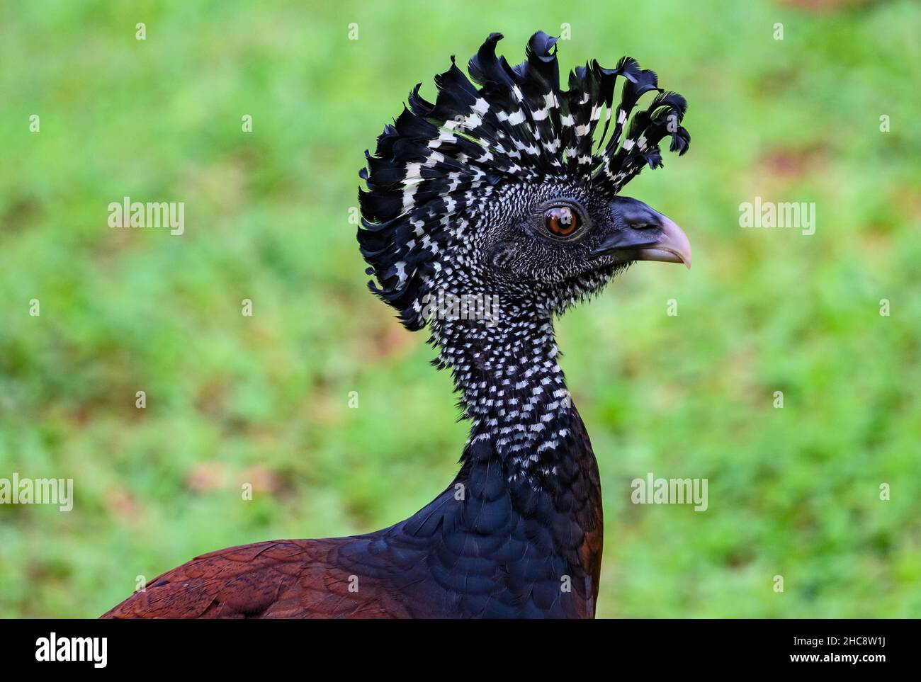 Female curassow hi-res stock photography and images - Alamy