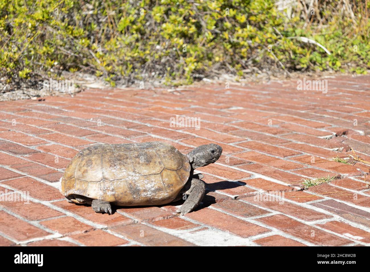 A gopher tortoise walking among the ruins of Fort Dade at Egmont Key in ...