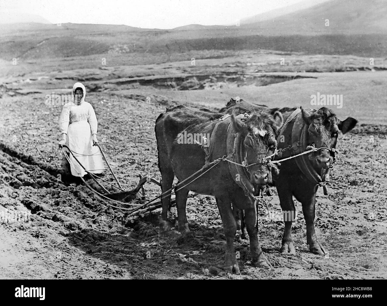Orkney farming Black and White Stock Photos & Images - Alamy