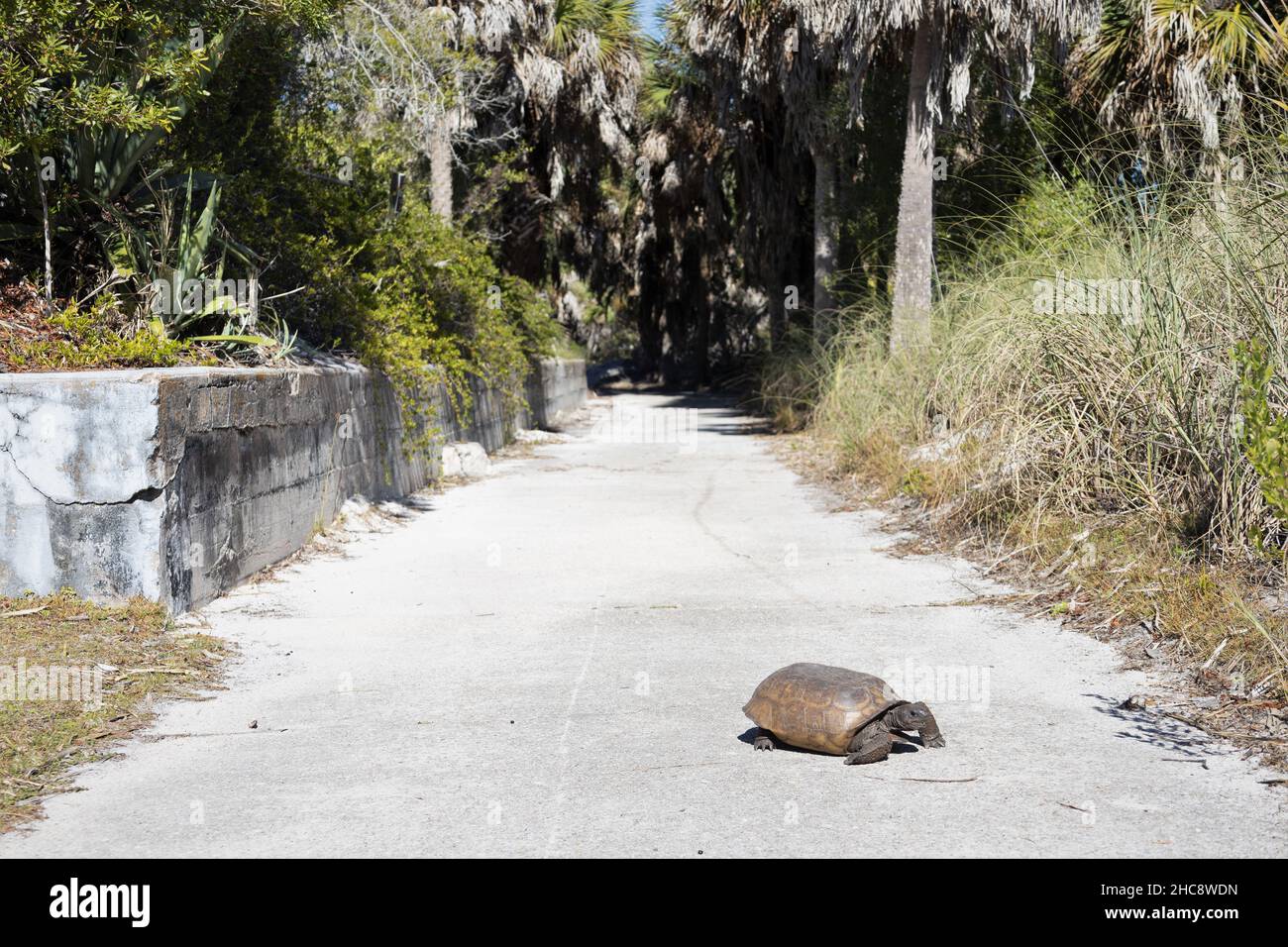 A gopher tortoise walking among the ruins of Fort Dade at Egmont Key in ...