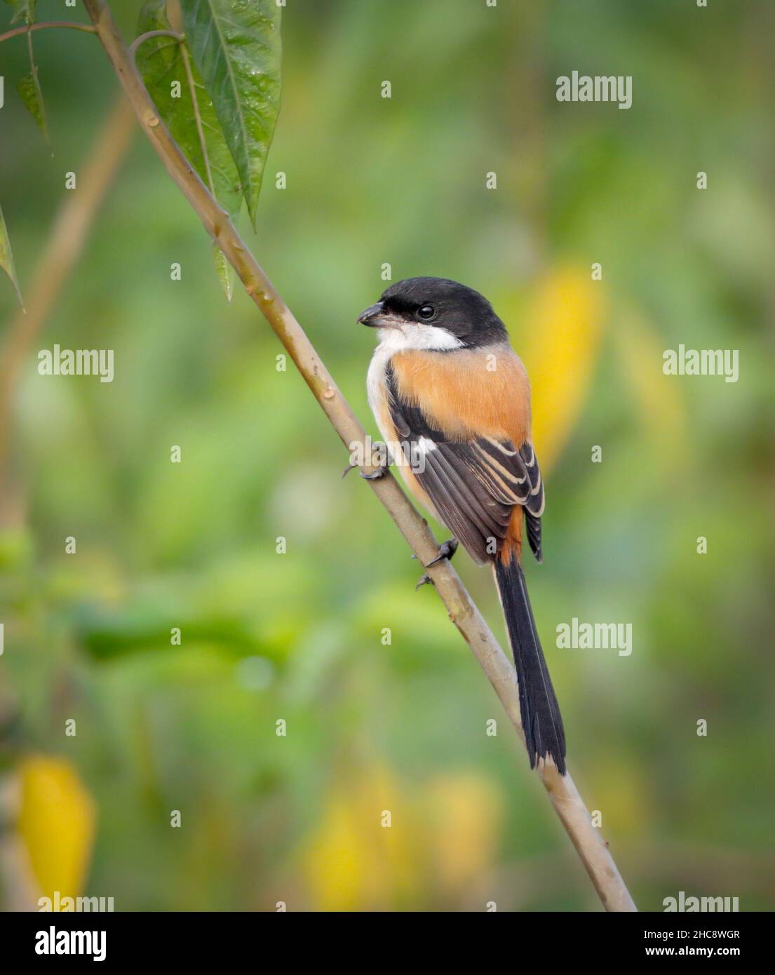long-tailed shrike or rufous-backed shrike is a member of the bird ...