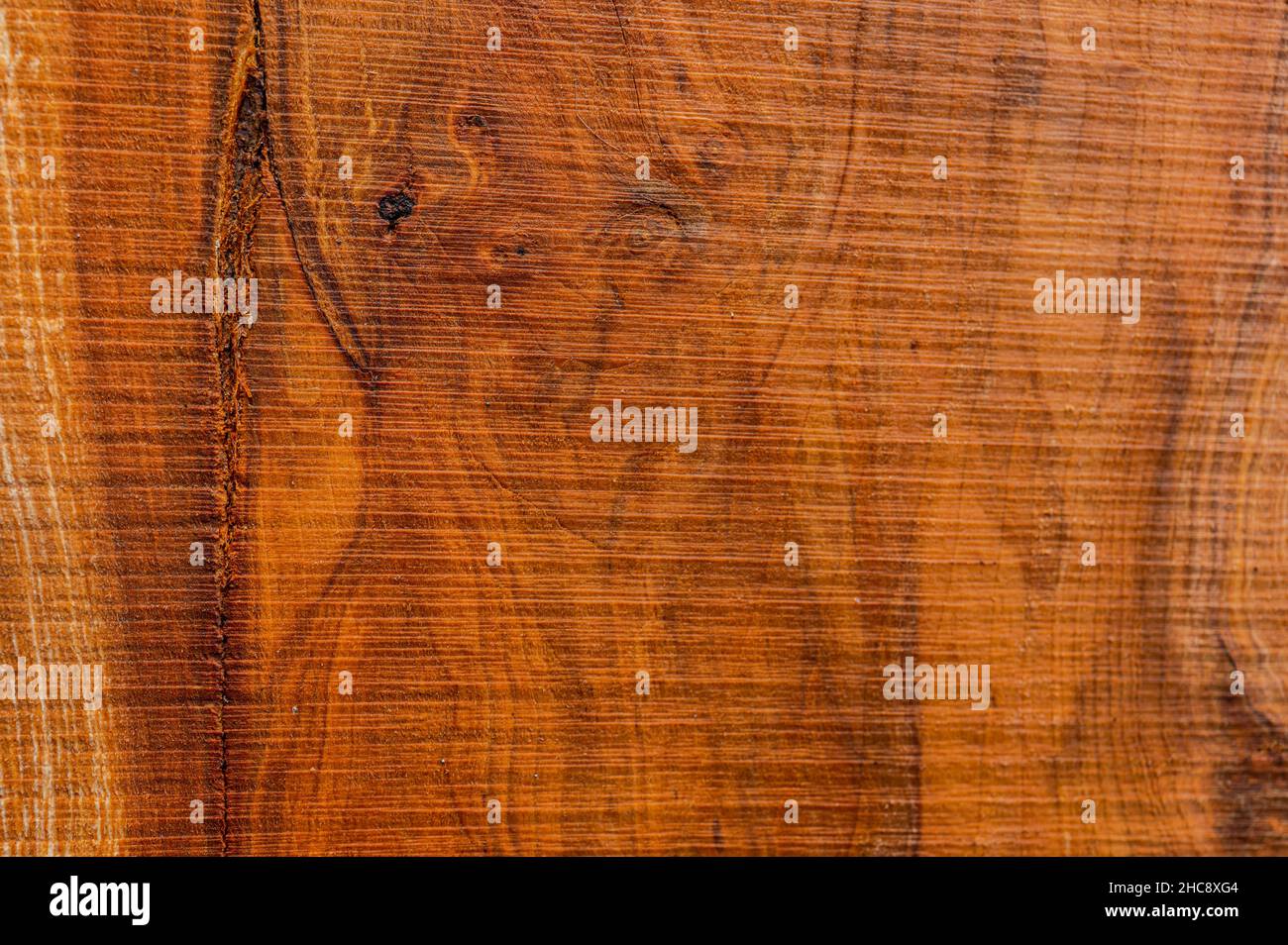 Wood texture, wood background. Apple tree (Malus pumila, Malus ...