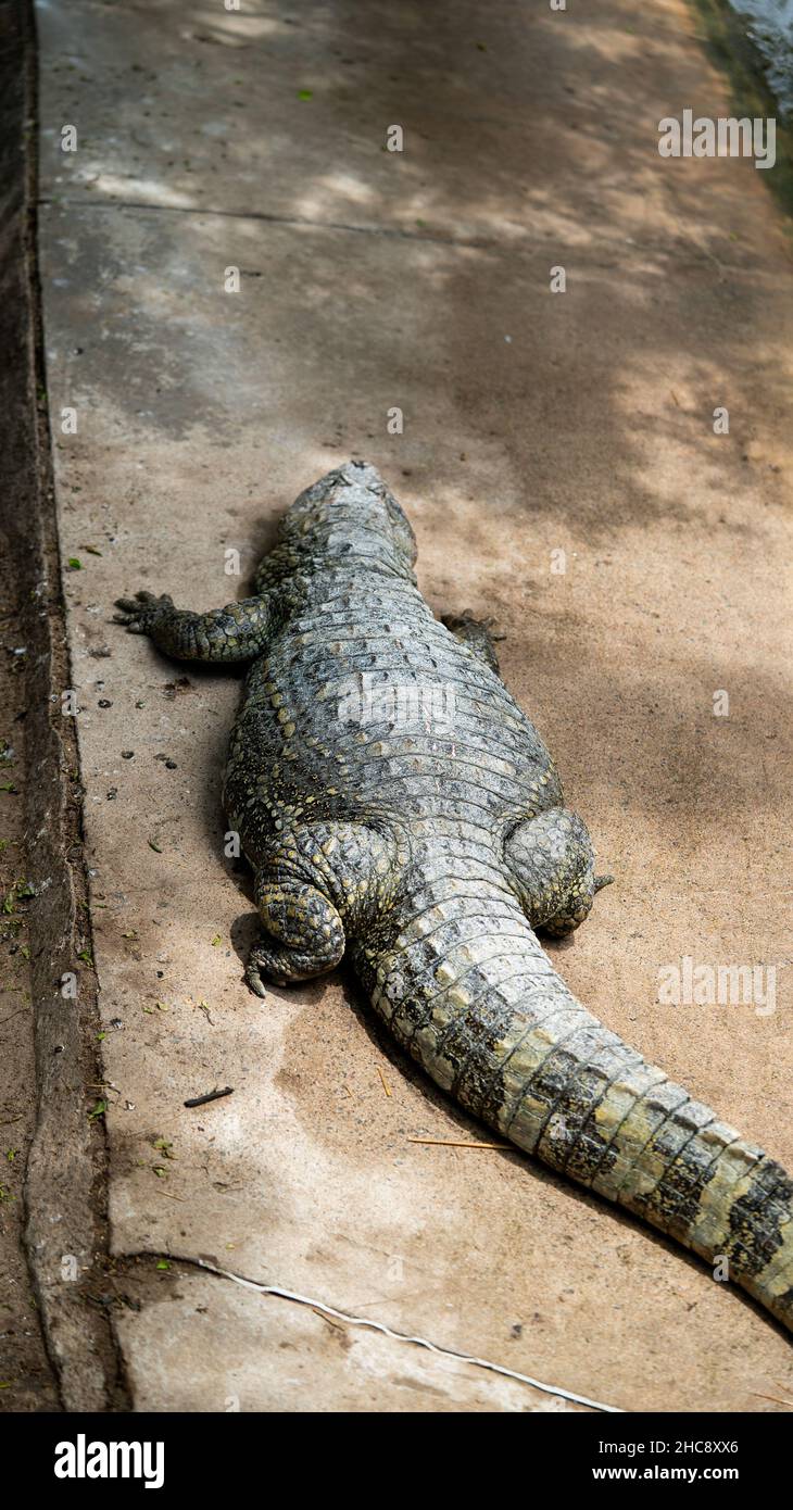 Fat alligator hi-res stock photography and images - Alamy
