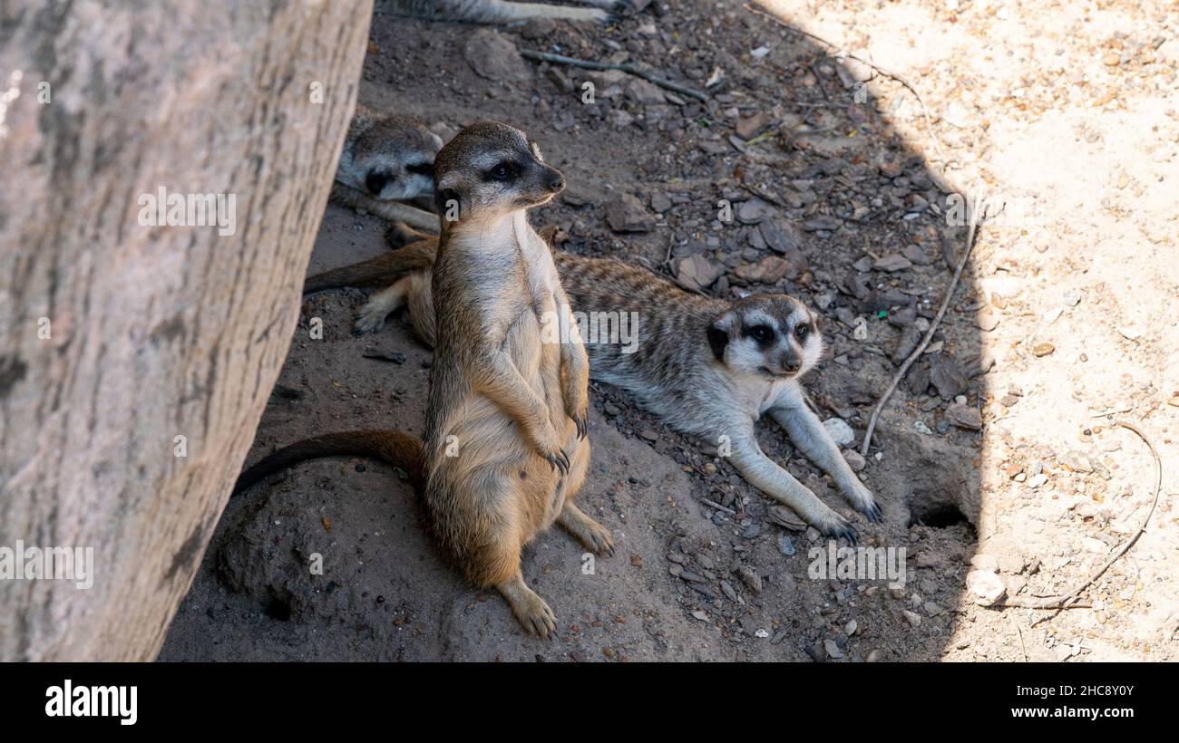 Group of cute, furry suricates laying on the ground Stock Photo - Alamy