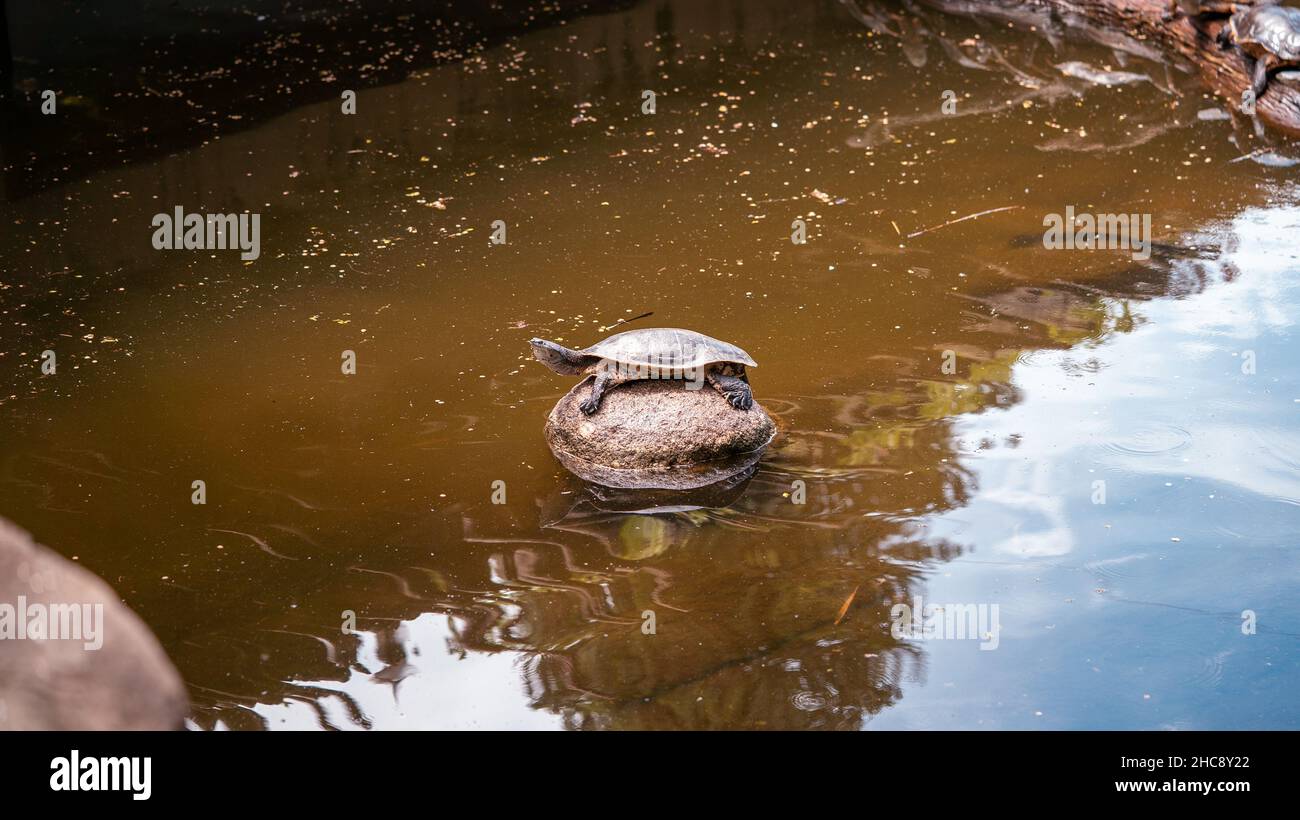 Turtle fish lake hi-res stock photography and images - Alamy