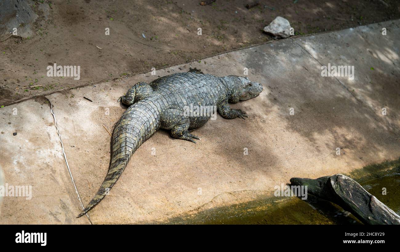 Crocodile in pool hi-res stock photography and images - Alamy