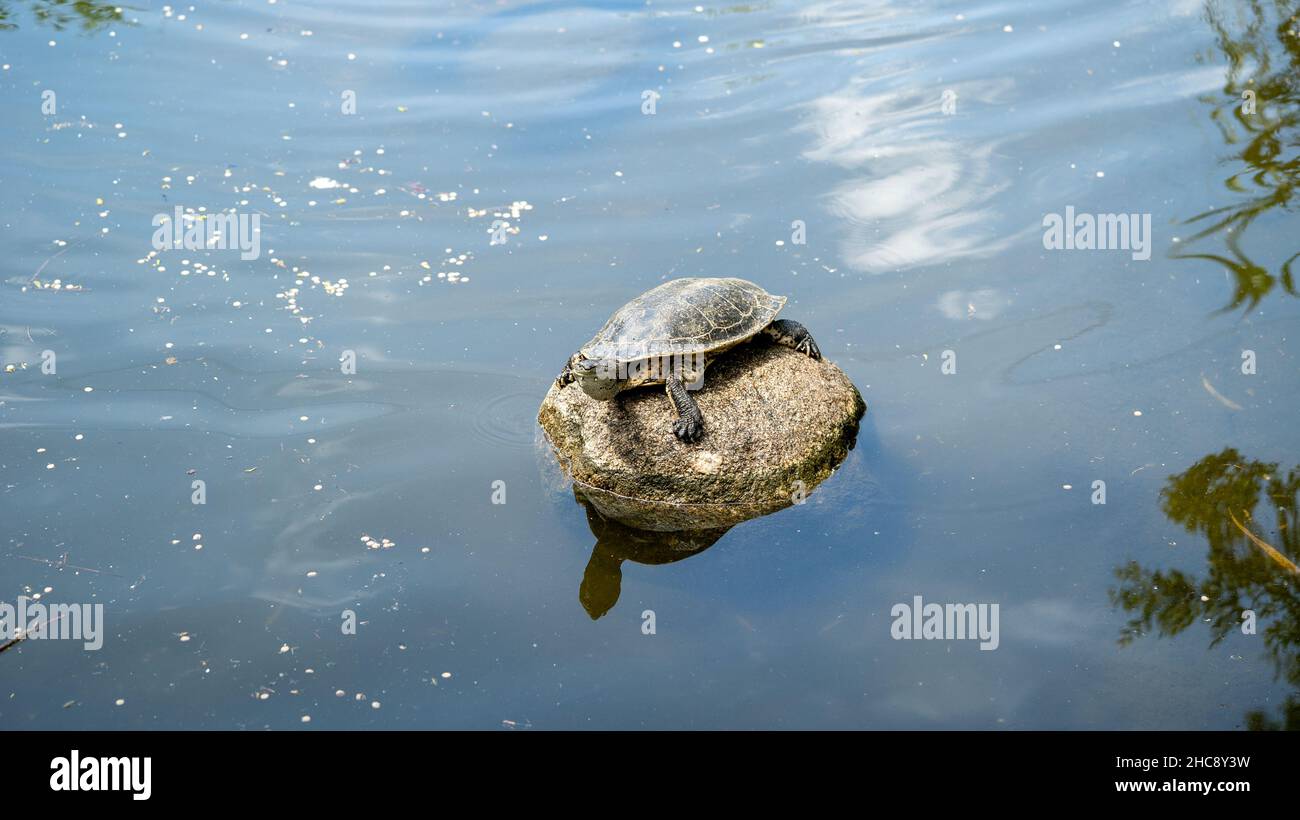Turtle on a rock hi-res stock photography and images - Alamy