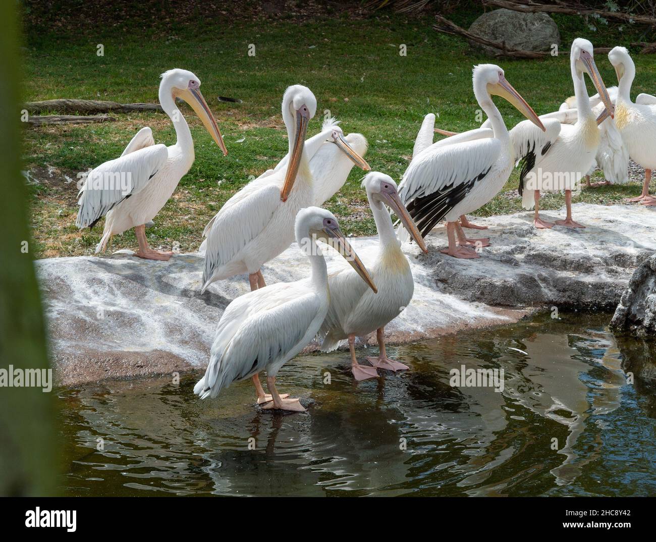 Group of storks in hi-res stock photography and images - Alamy