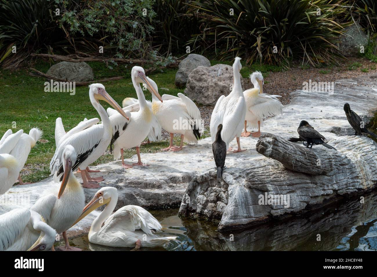 Group of white storks in the zoo Stock Photo - Alamy